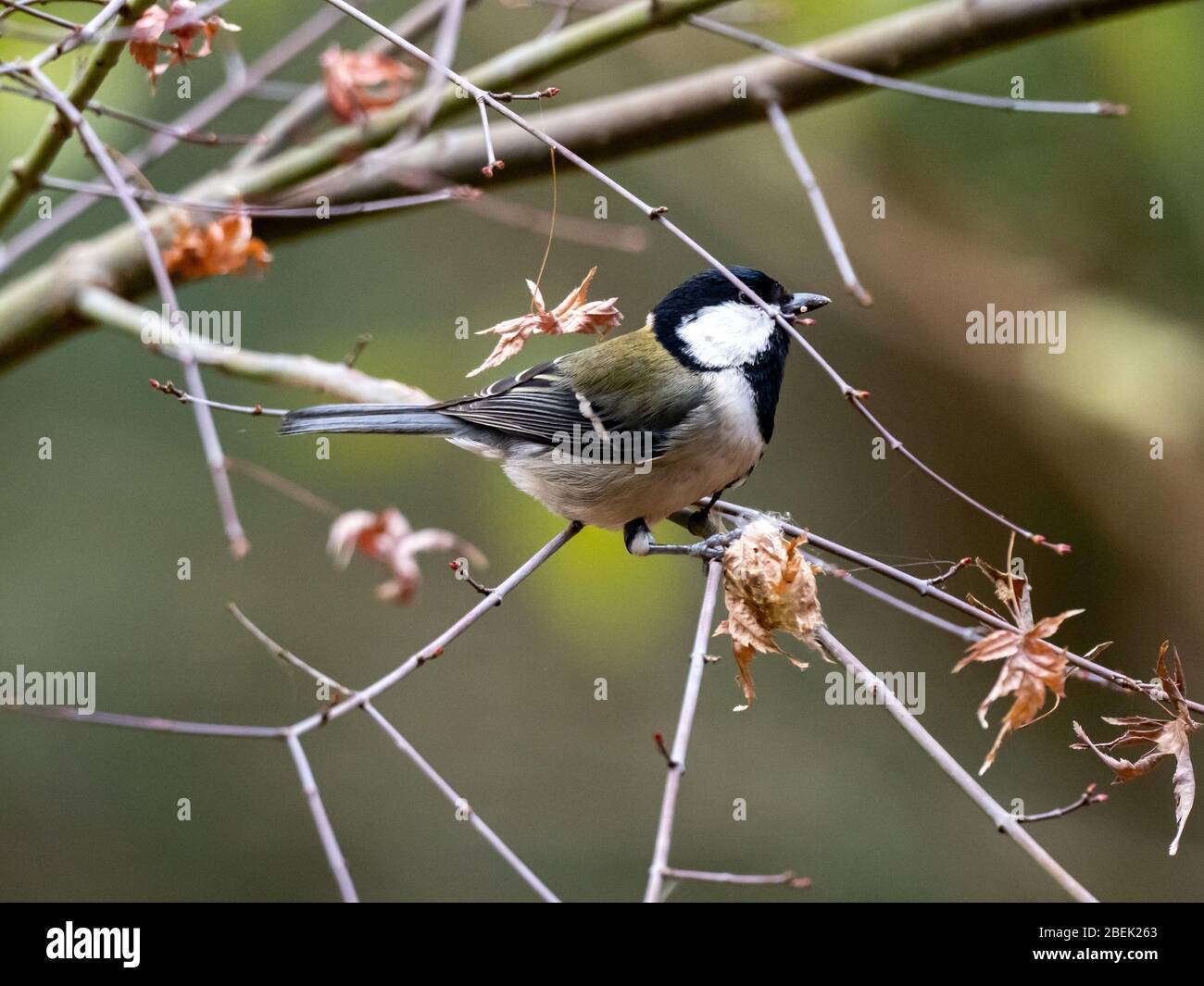 A Japanese tit, parus minor, perches in a winter bare tree in a forest ...