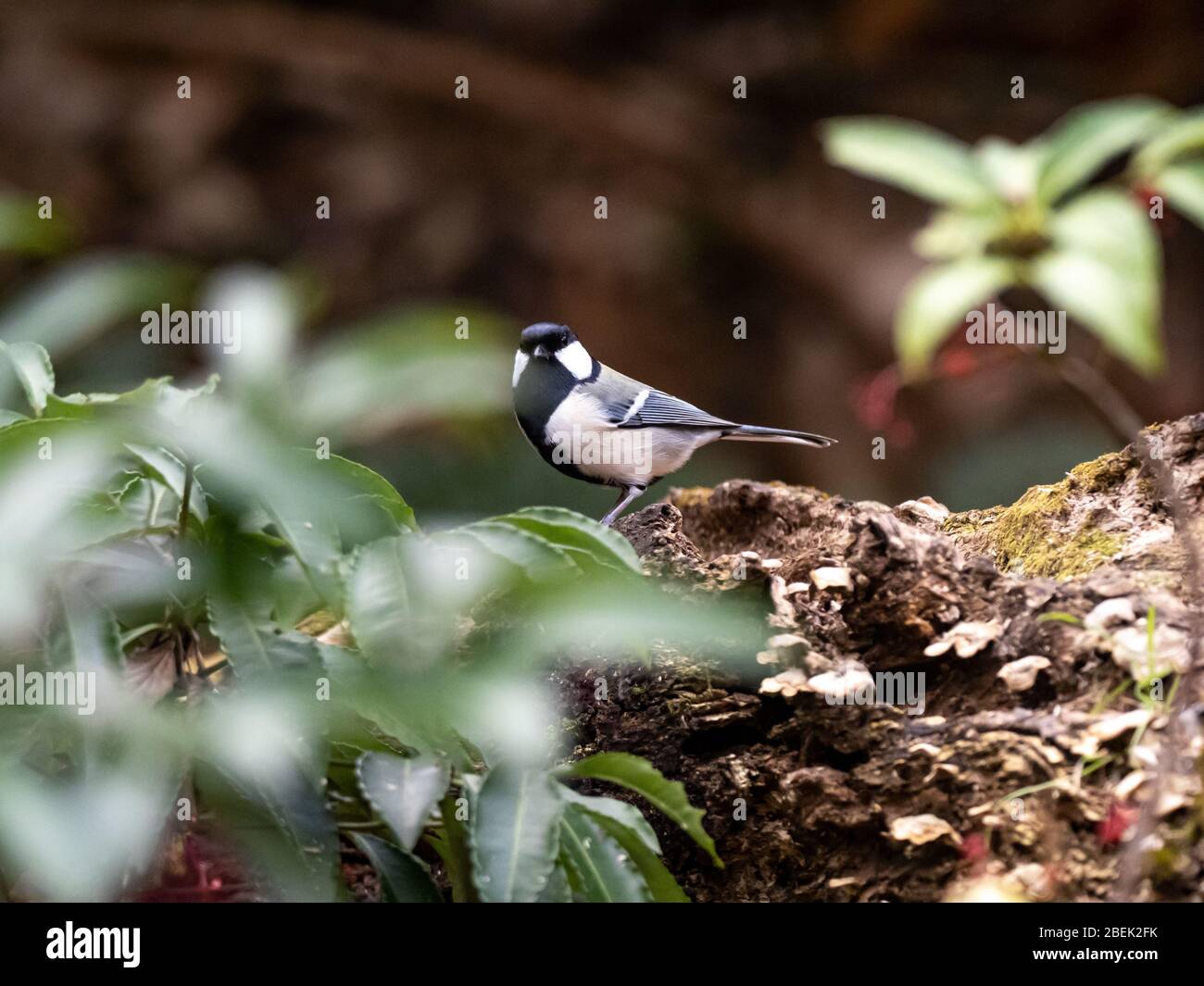 A Japanese tit, parus minor, perches on a fallen log in a forest park ...