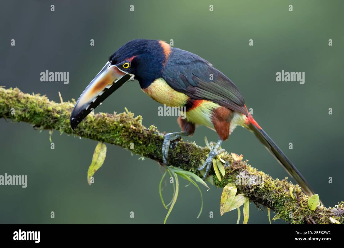 Collared Aracari Toucan (Pteroglossus torquatus) perched on a leafy ...