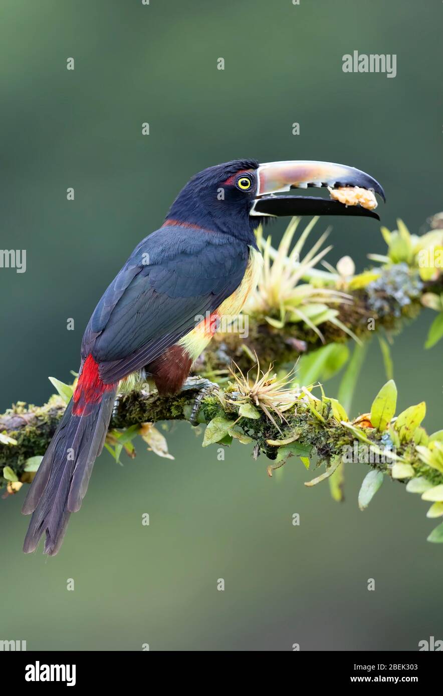 Collared Aracari Toucan (Pteroglossus torquatus) perched on a leafy ...