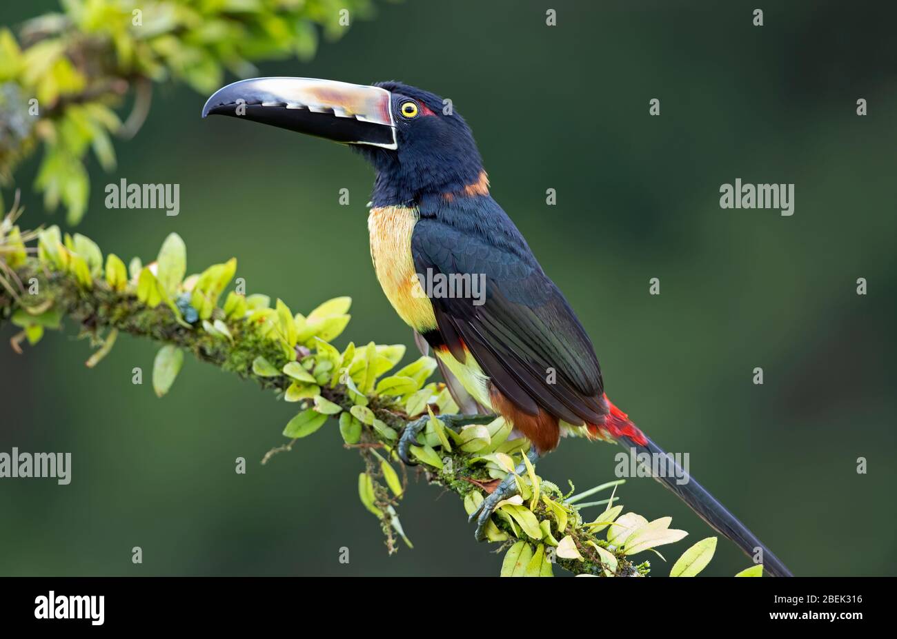 Collared Aracari Toucan (Pteroglossus torquatus) perched on a leafy ...