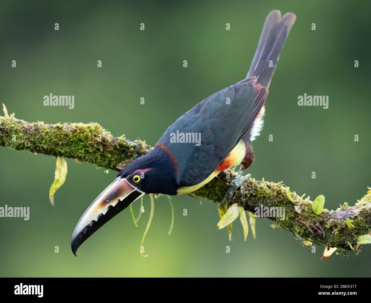 Collared Aracari Toucan (Pteroglossus torquatus) perched on a leafy ...