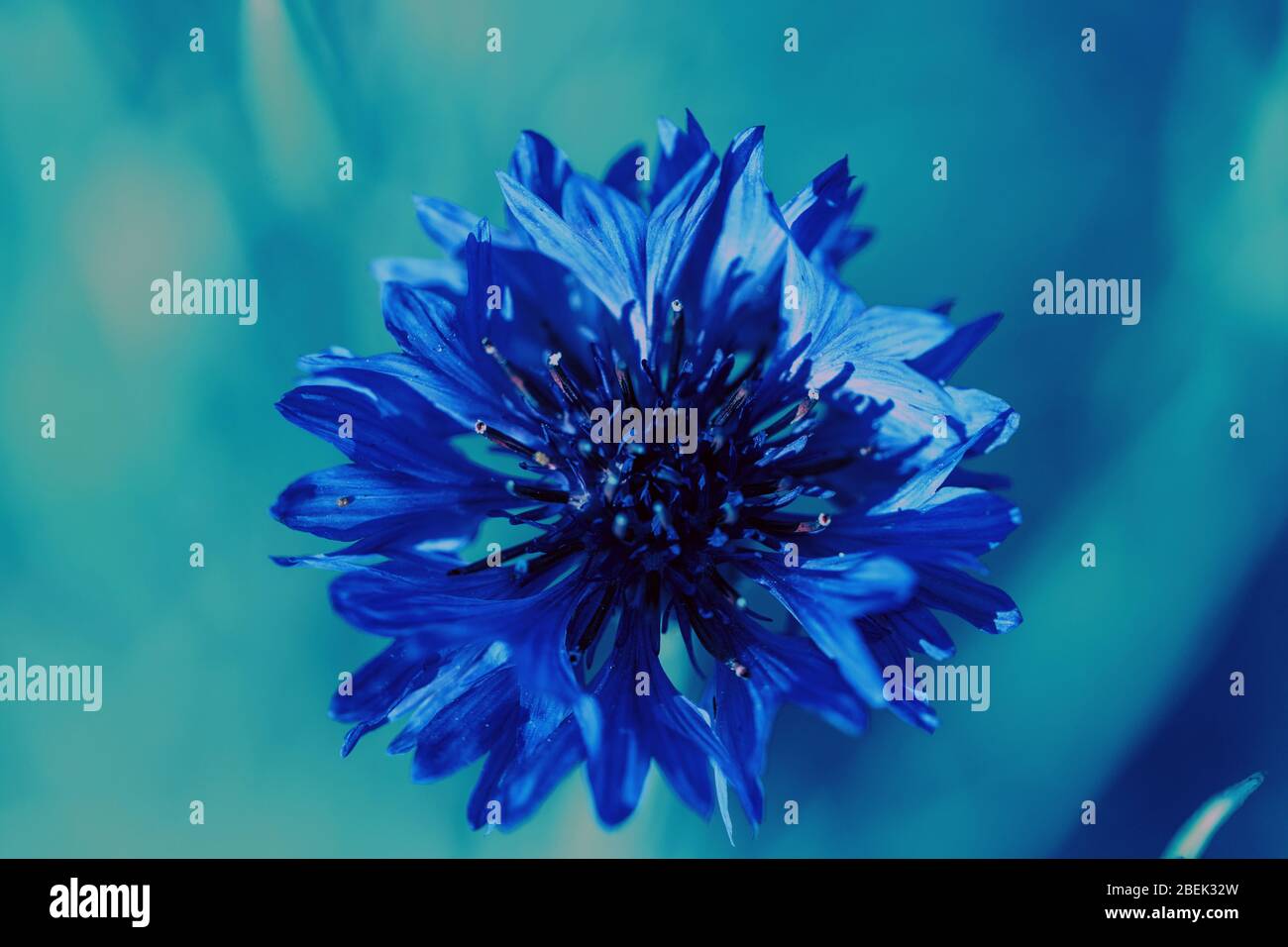 Pantone color floral pattern hi-res stock photography and images - Alamy
