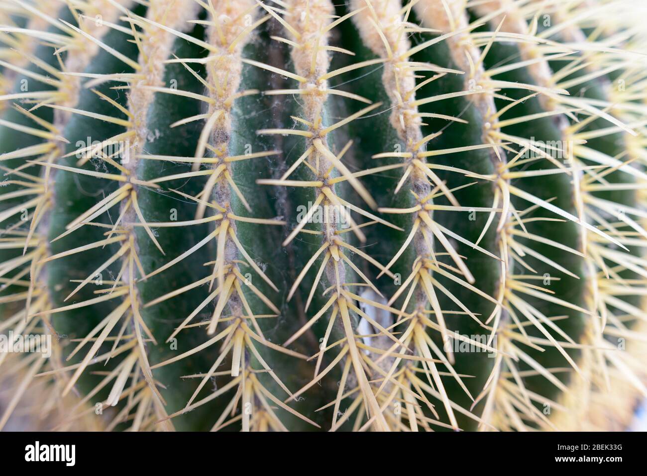 Closeup of cactus plant with thorns around Stock Photo - Alamy