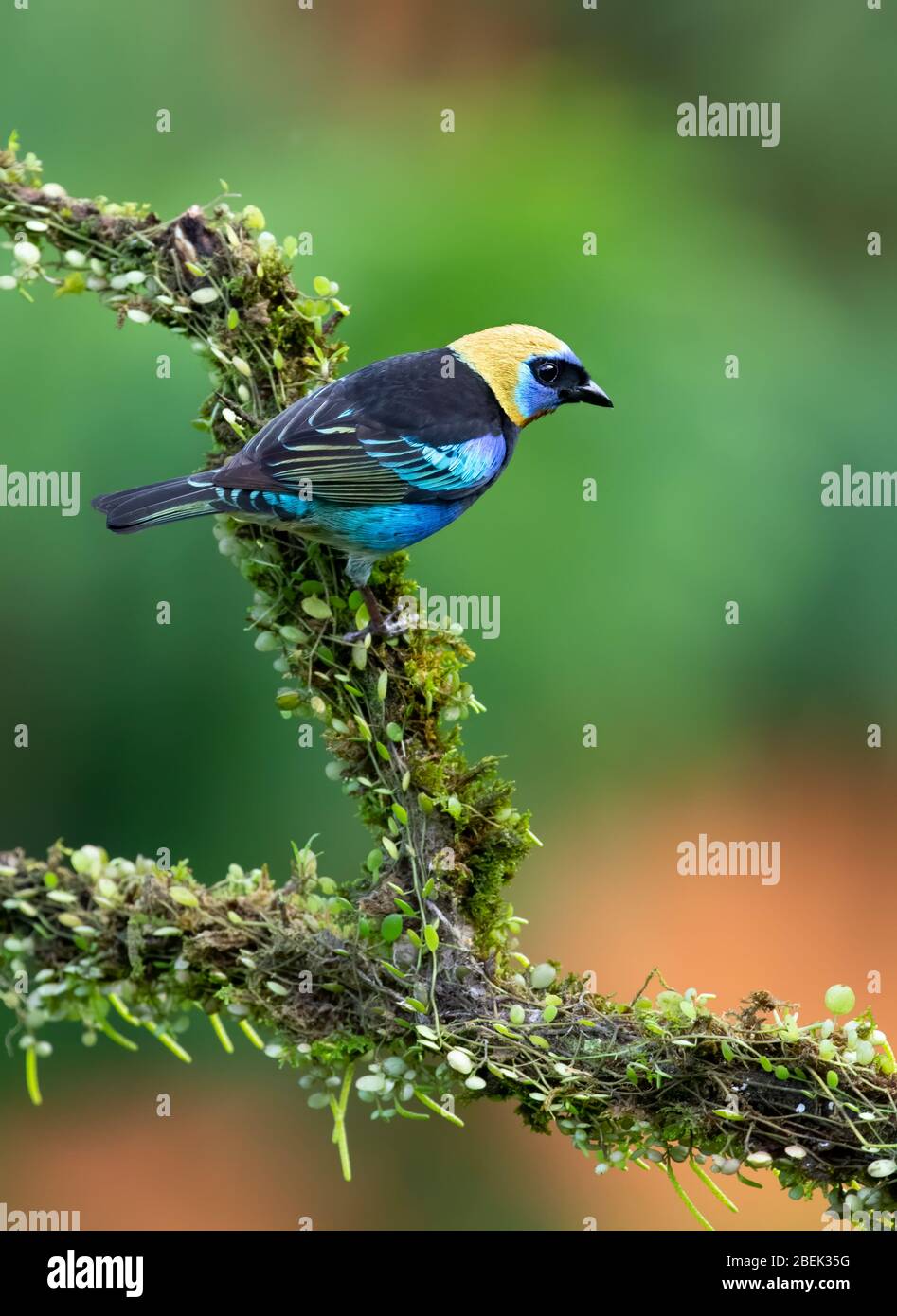 Golden-hooded tanager (Tangara larvata) perched on a leafy branch in ...