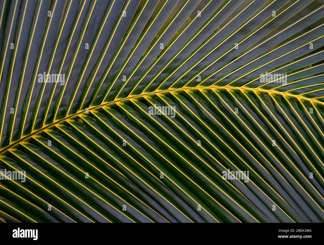 Botany bright costa rica hi-res stock photography and images - Alamy