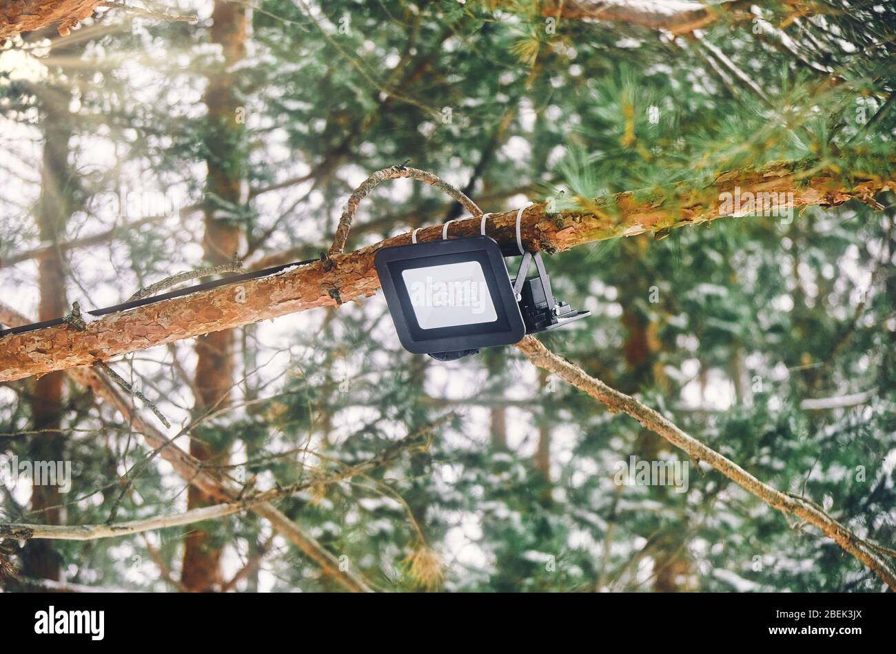 Tree-mounted led spotlight on the pine branch in the winter pine forest ...