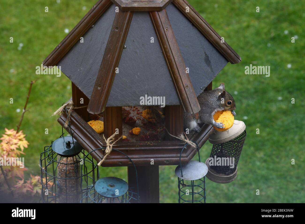 Squirrel in garden eating a macaron Stock Photo - Alamy