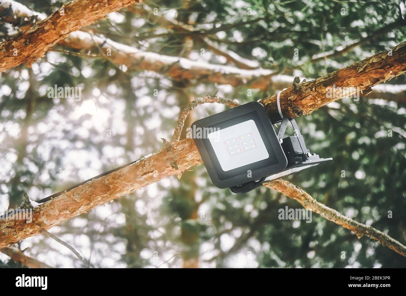 Tree-mounted led spotlight on the pine branch in the winter pine forest ...