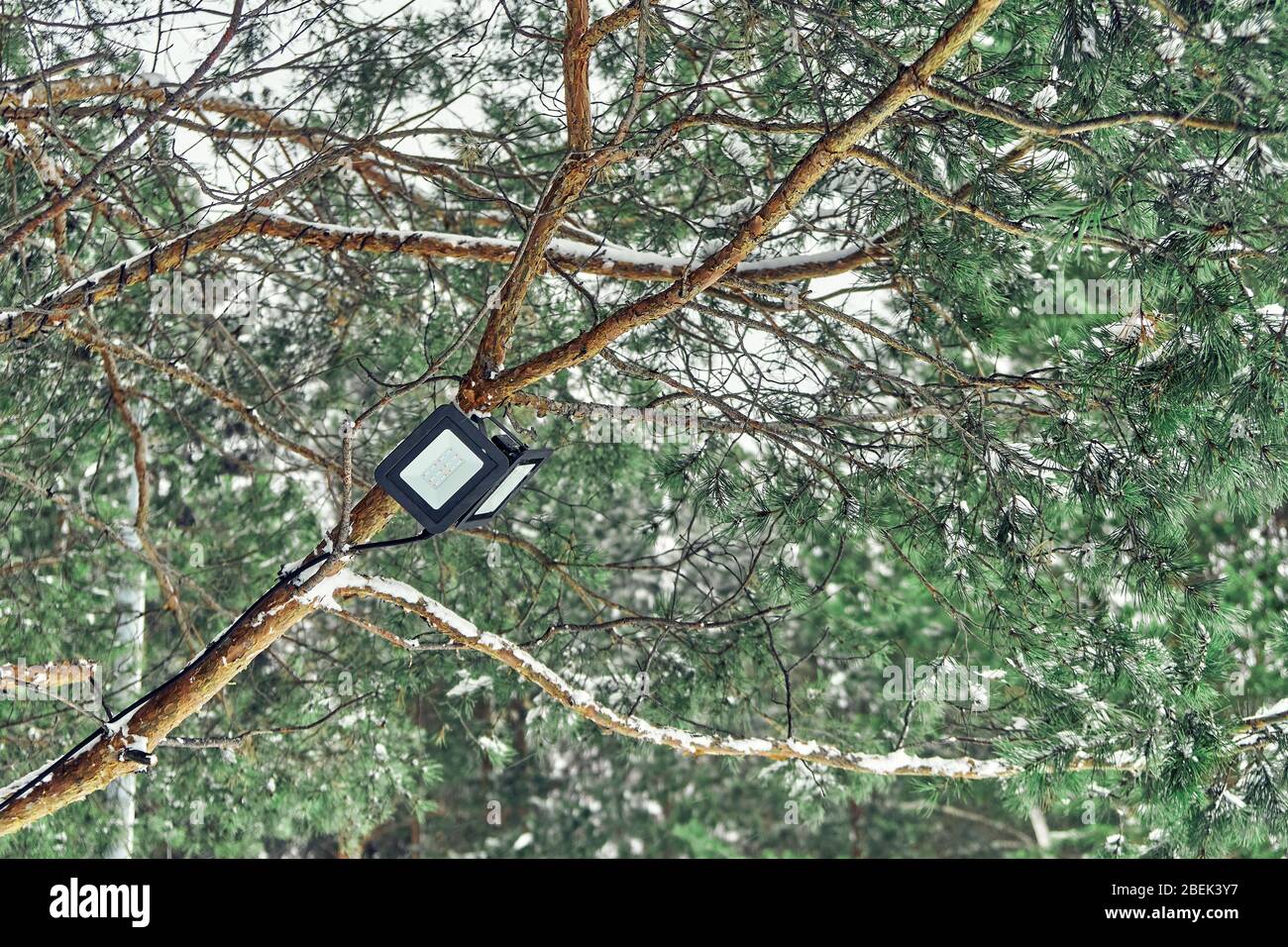 Tree-mounted led spotlight on the pine branch in the winter pine forest ...