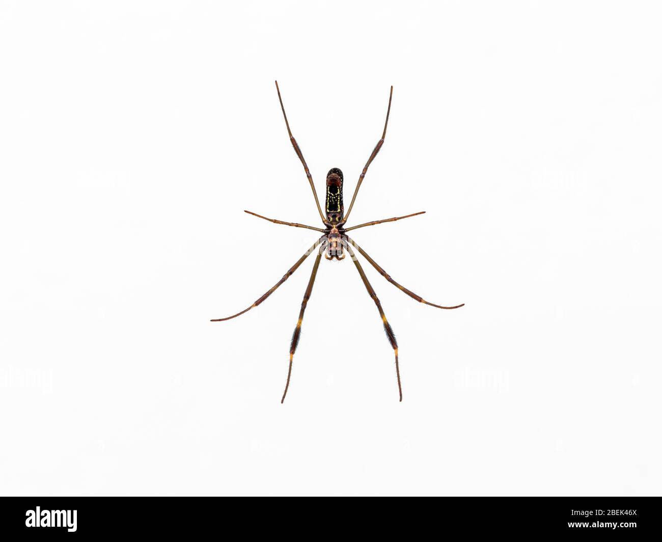 Scary spider graphic hi-res stock photography and images - Alamy