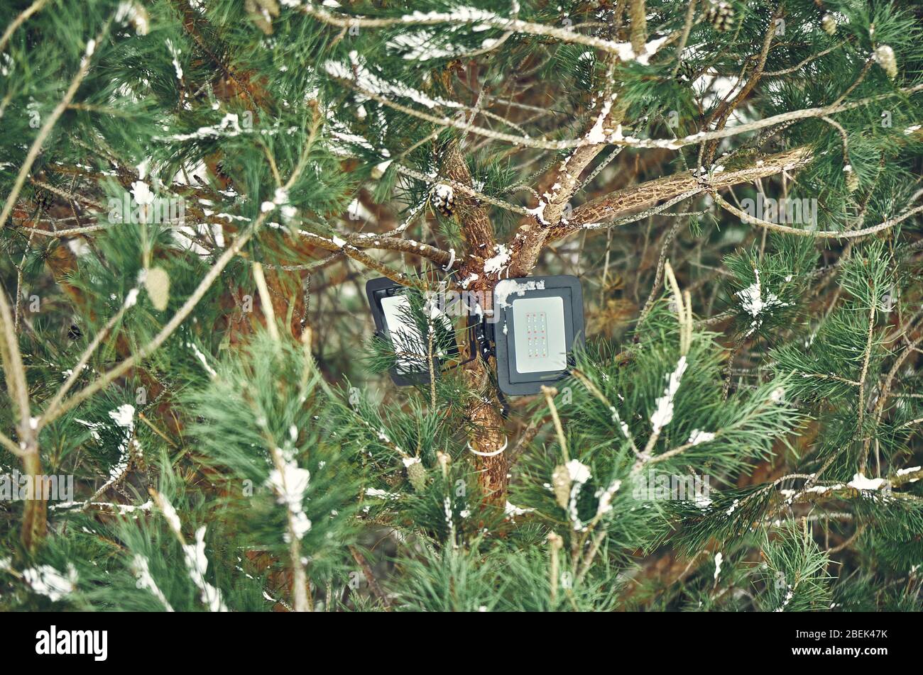 Tree lighting hi-res stock photography and images - Alamy