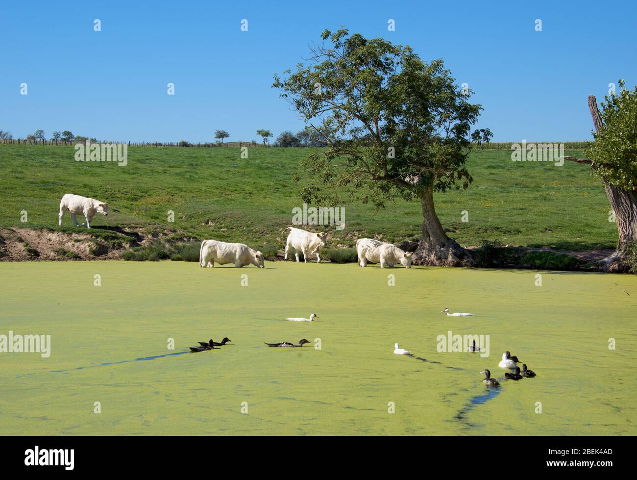 Lvestock hi-res stock photography and images - Alamy