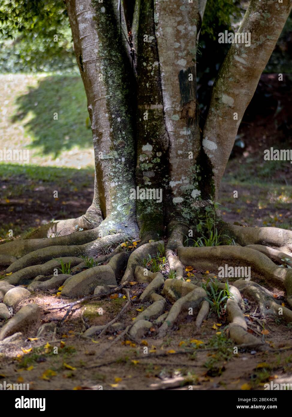 Base of tree trunk with large roots, Petropolis, Rio de Janeiro, Brazil ...