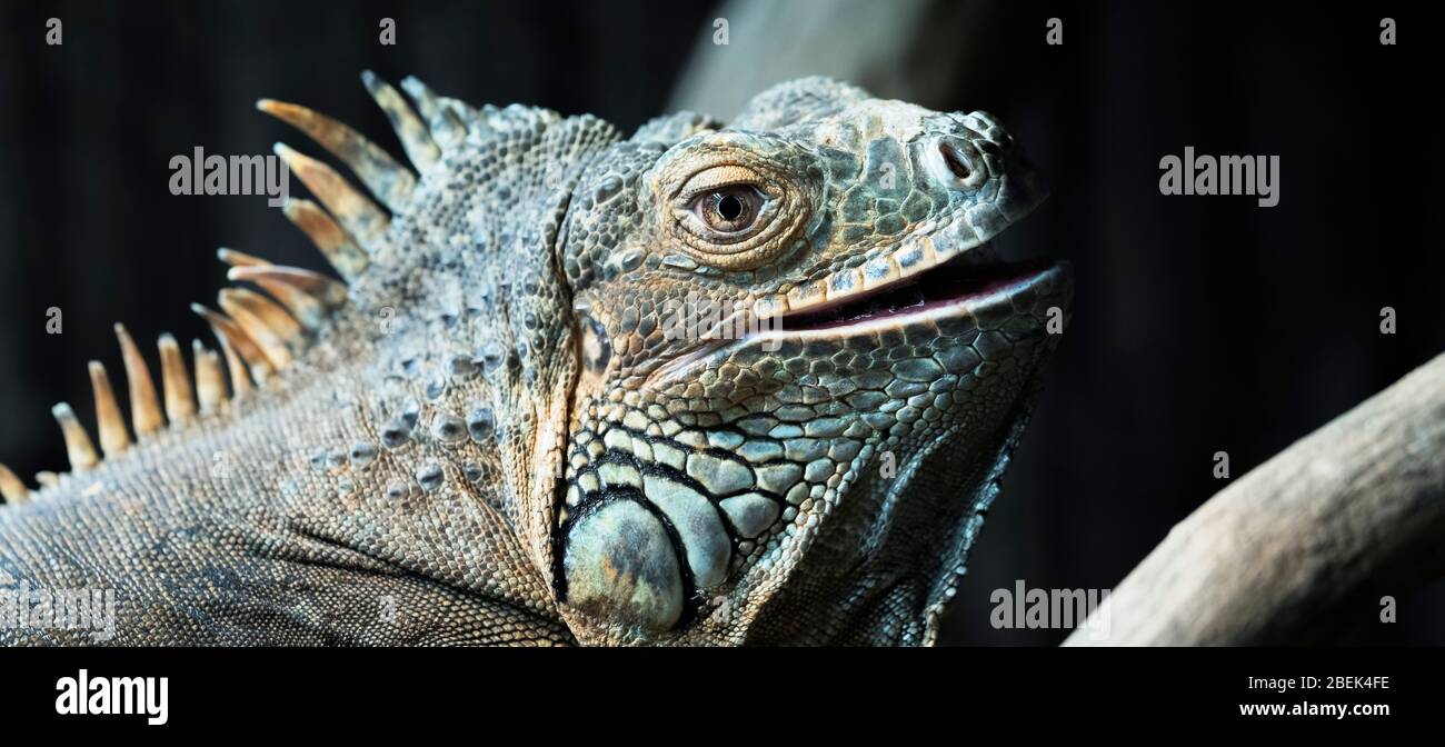 Portrait of iguana in a zoo Stock Photo - Alamy
