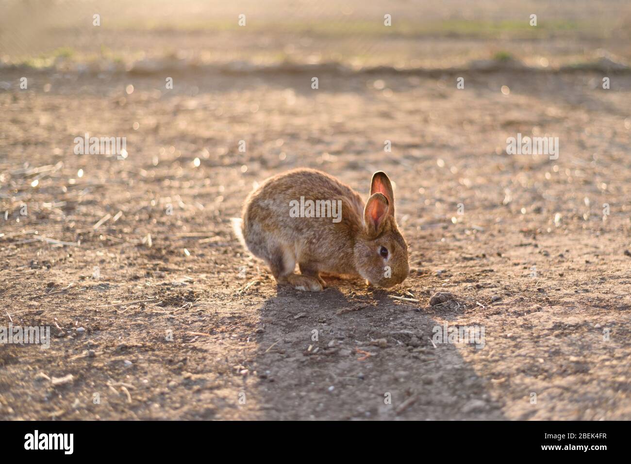 Grey rabbit hi-res stock photography and images - Alamy