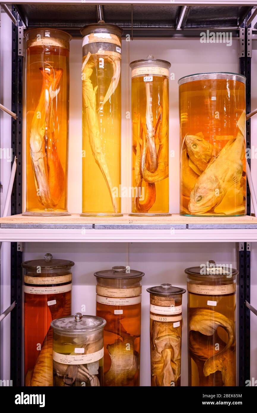 Specimen jars museum of hi-res stock photography and images - Alamy