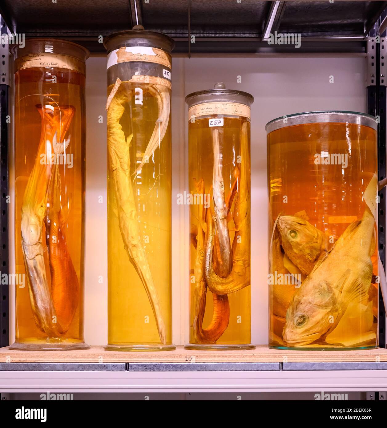 Specimen jars museum of hi-res stock photography and images - Alamy