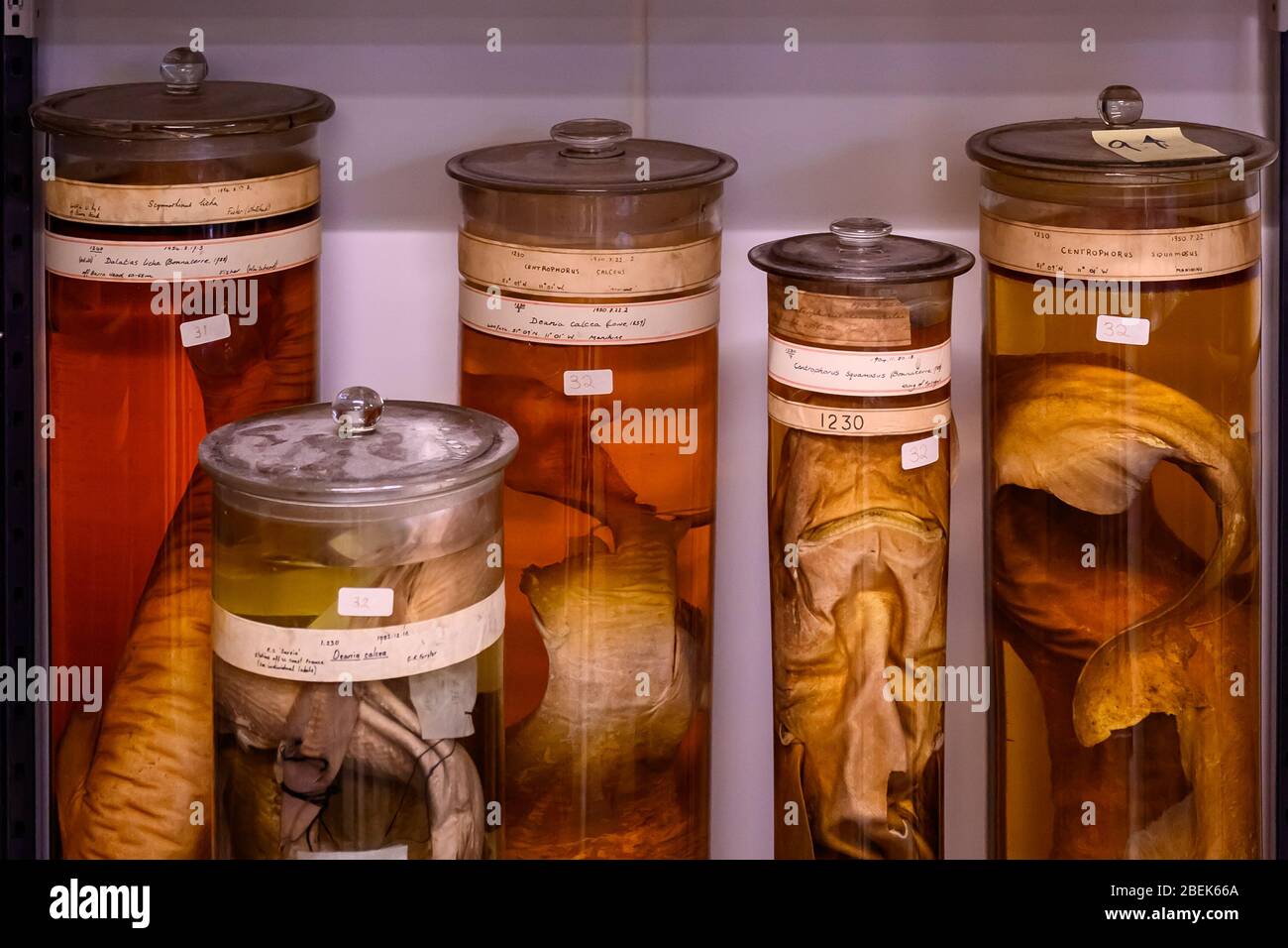 Specimen jars museum of hi-res stock photography and images - Alamy
