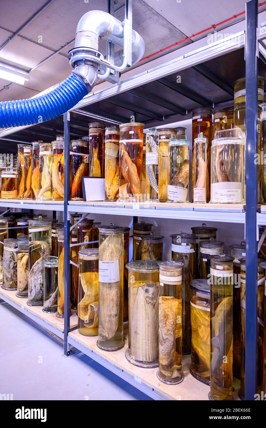 Specimen jars museum of hi-res stock photography and images - Alamy
