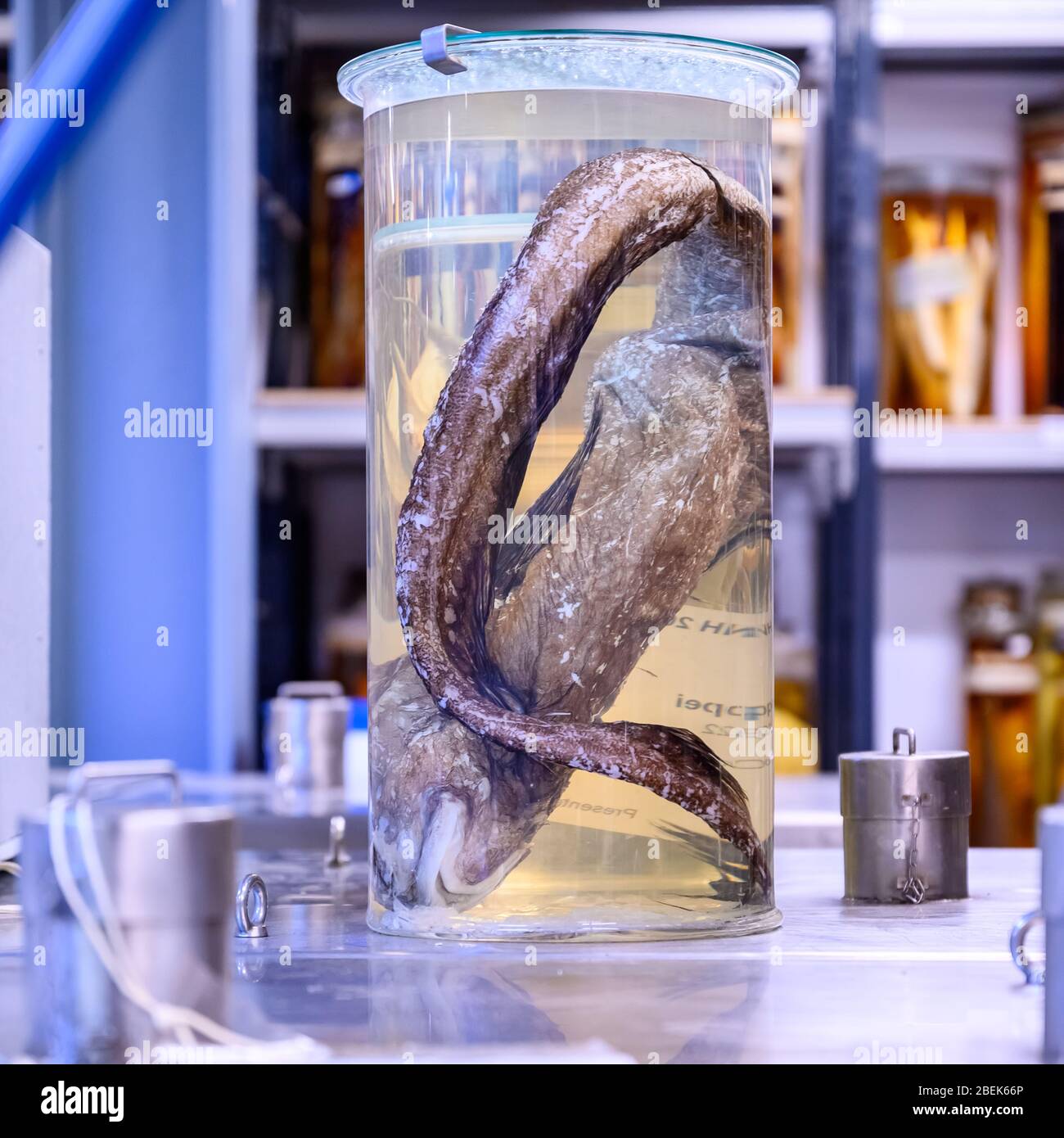 Specimen jars museum of hi-res stock photography and images - Alamy