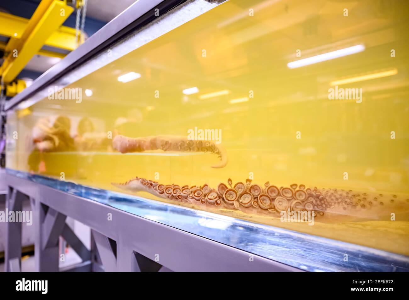 Archie the Giant Squid, Architeuthis dux - Natural History Museum ...