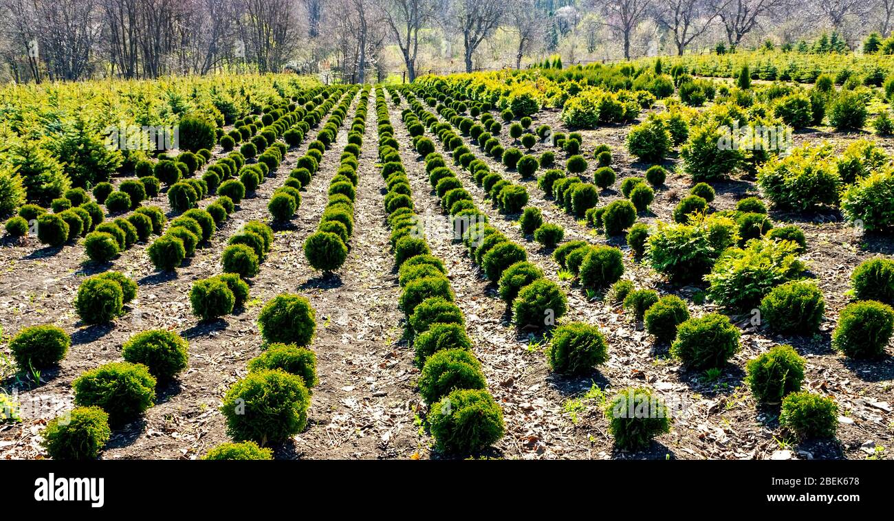 Thuja seedlings in Perkalsky Dendrological nursery (foot of Mashuk ...