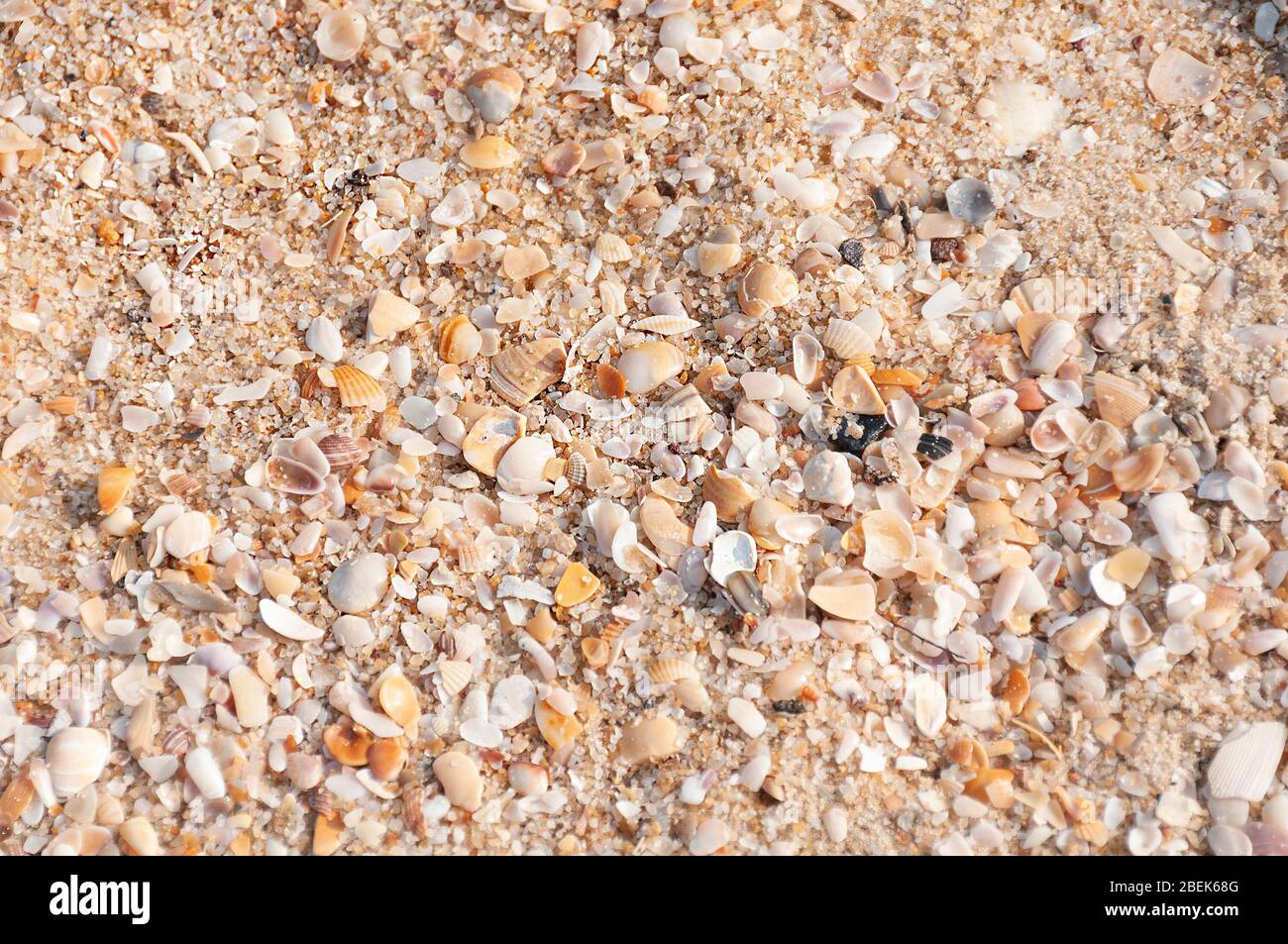 Seashells on shore at Marari Beach, Kerala, Southern India Stock Photo ...