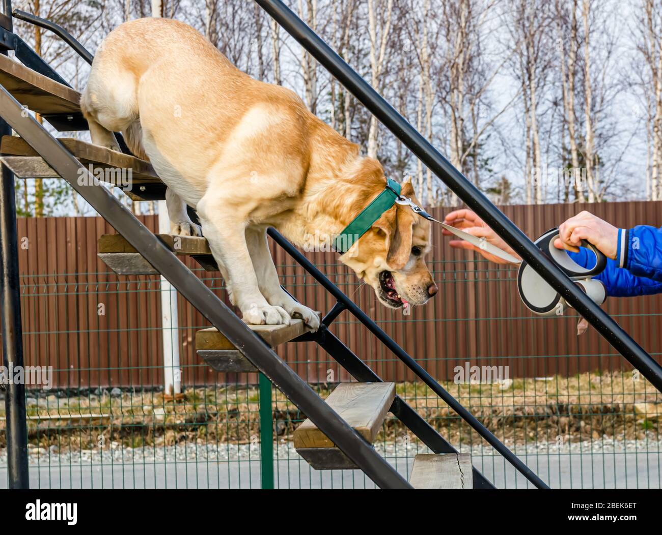 white labrador on the playground for training dogs on the stairs Stock ...