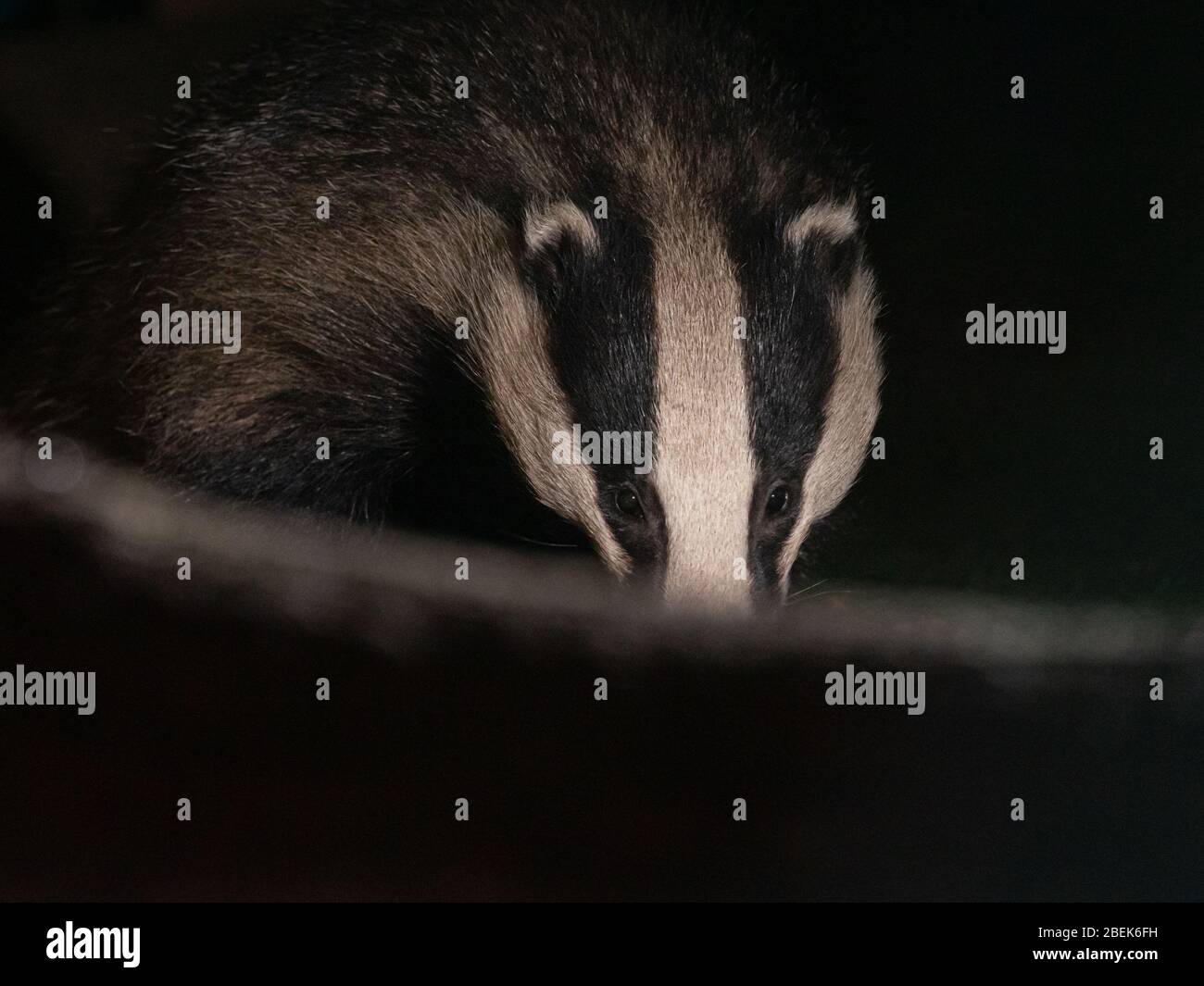 Badger (Meles meles) Portrait captured in Cheshire, England Stock Photo ...