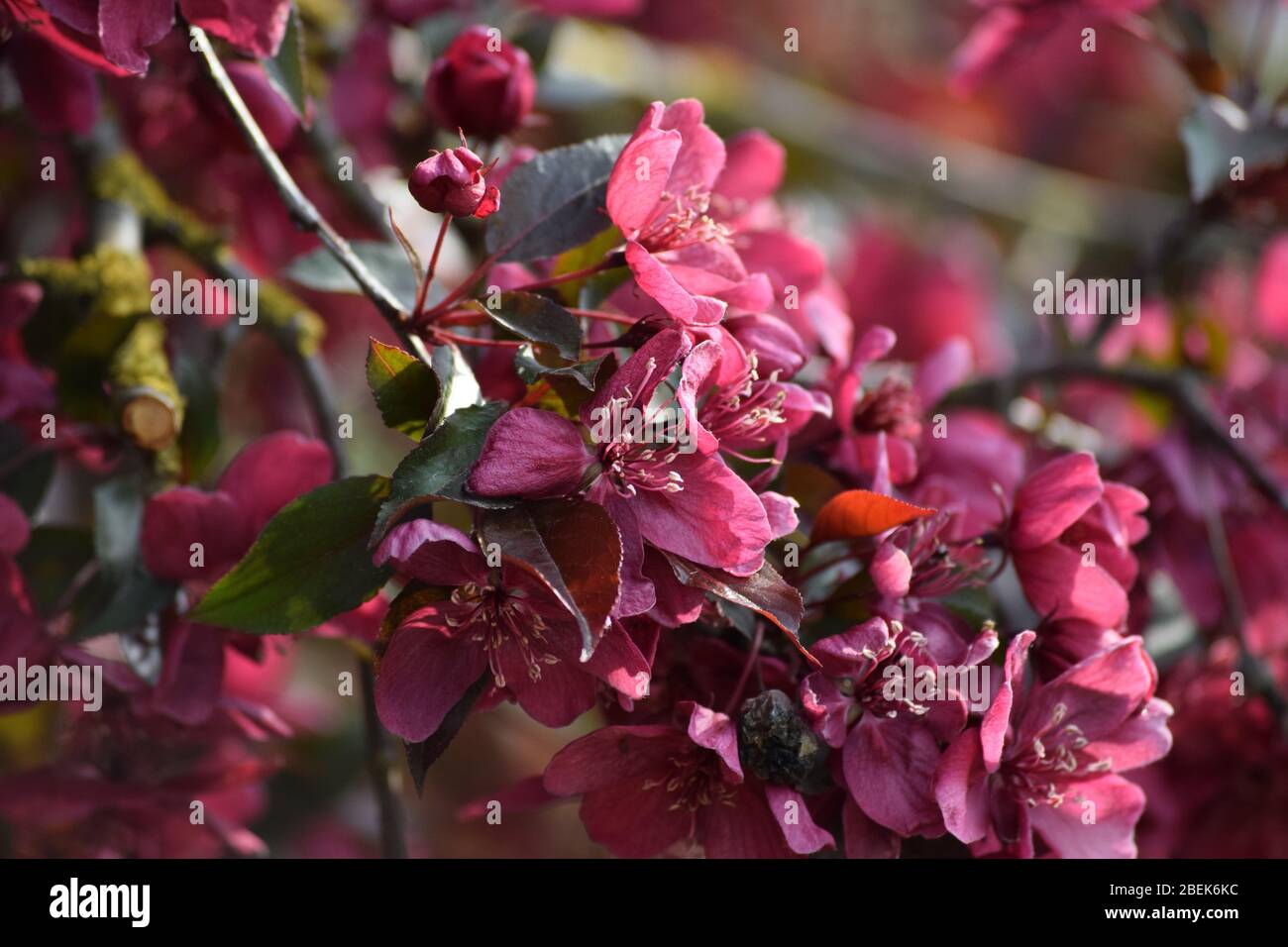 Ornamental apple tree hi-res stock photography and images - Alamy