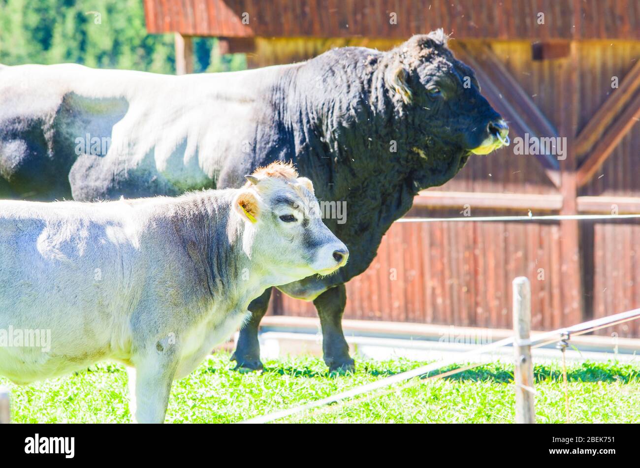 black and gray bull, strong and powerful and calf graze the grass in ...