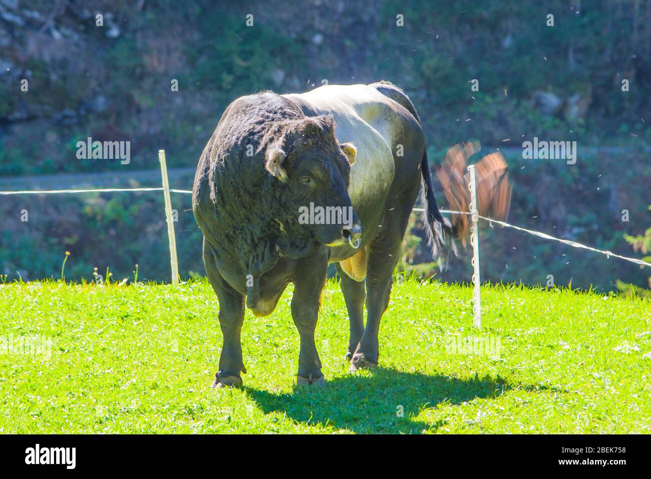 black and gray bull, strong and powerful grazes the grass in the high ...