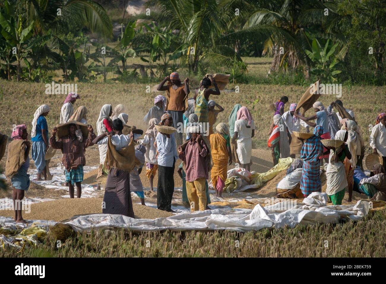 Indian workers in a field Stock Photo - Alamy