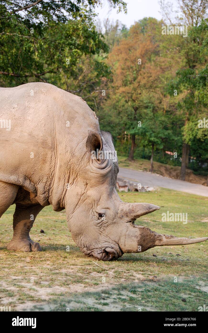 Rhino profile in a natural park Stock Photo - Alamy