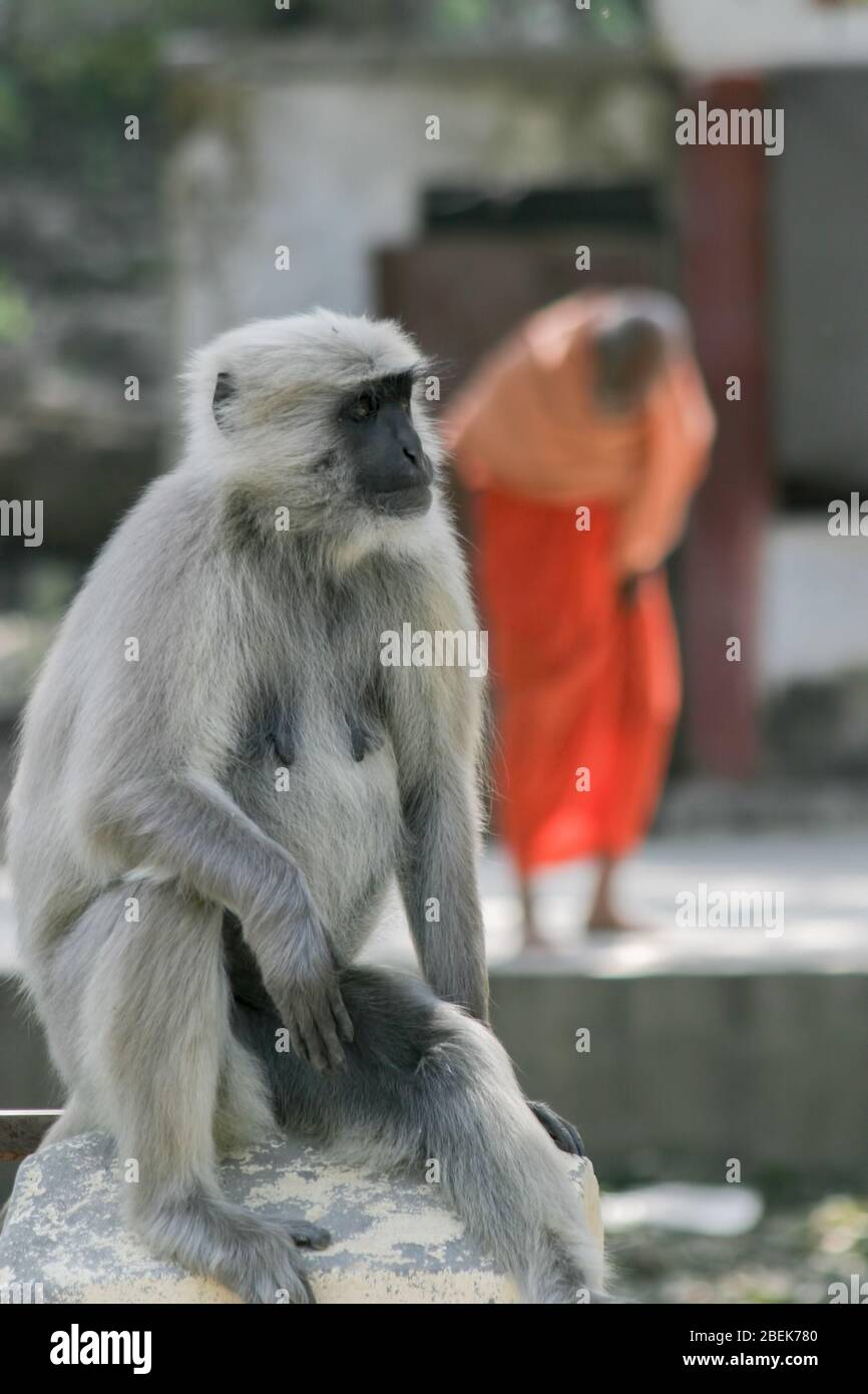 The monkey and the monk hi-res stock photography and images - Alamy