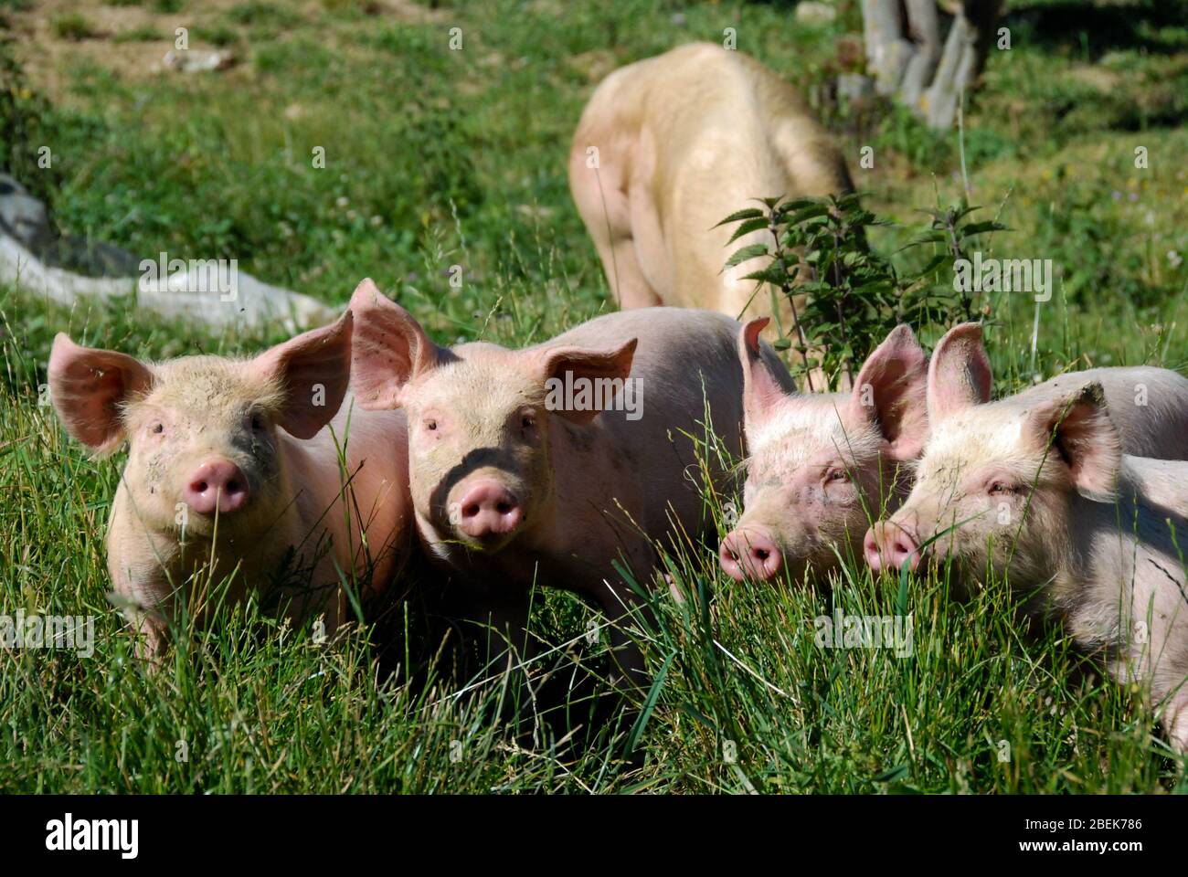 Piglets looking hi-res stock photography and images - Alamy