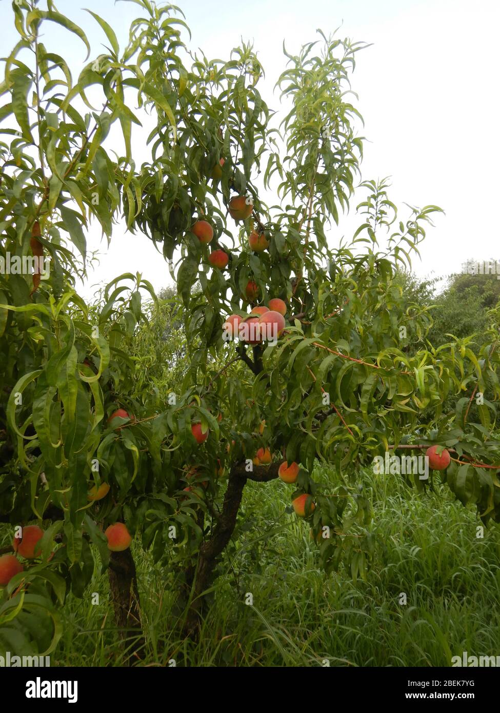 Peach tree in the Langhe, Piedmont - Italy Stock Photo - Alamy
