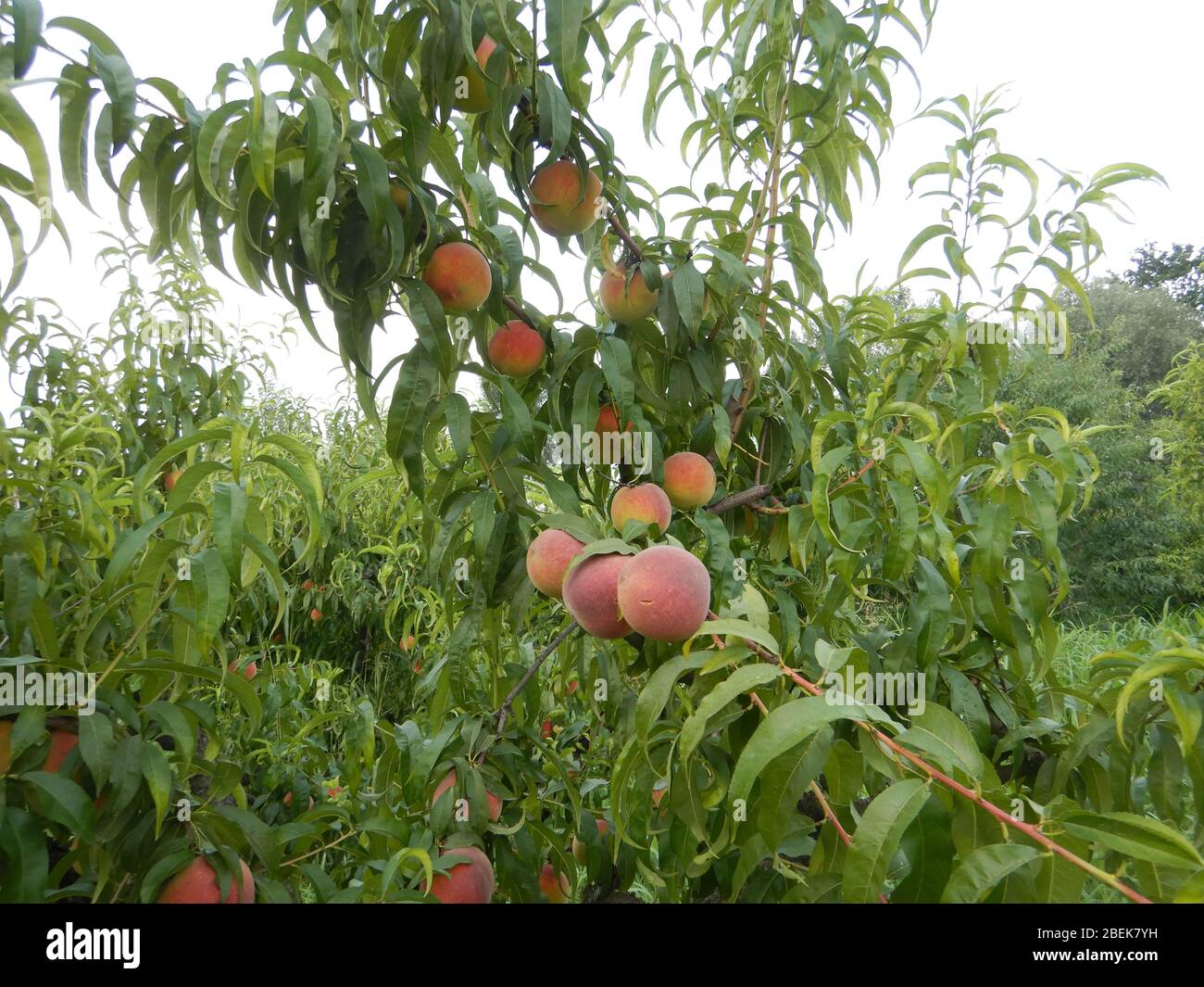 Peach tree in the Langhe, Piedmont - Italy Stock Photo - Alamy