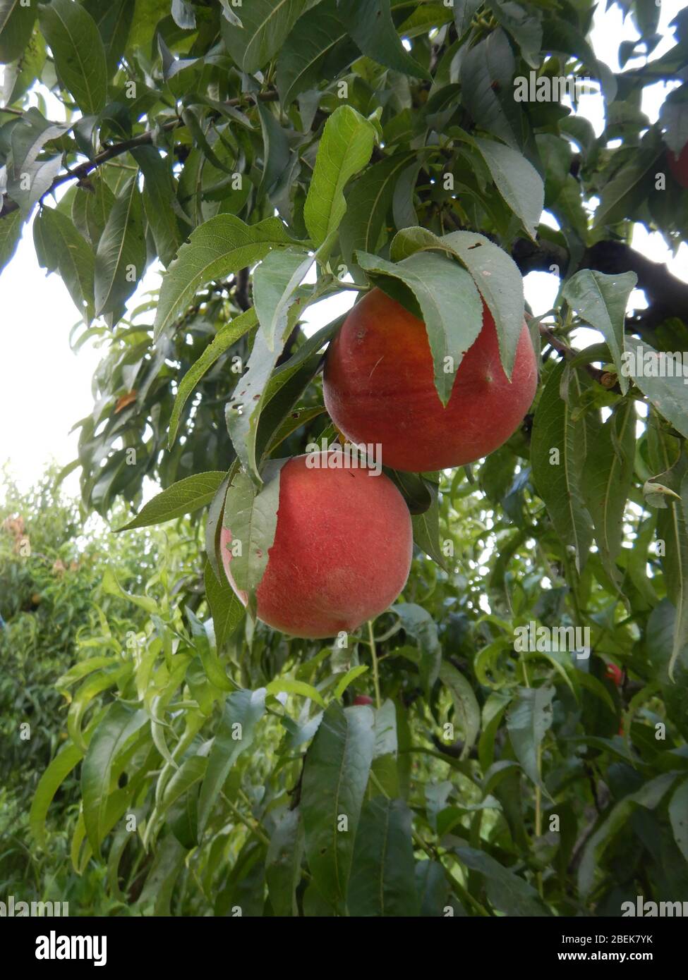 Peach tree italy hi-res stock photography and images - Alamy