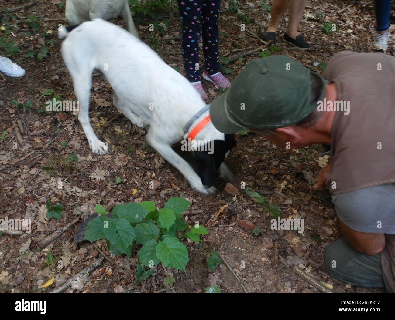 Truffles dog is looking for truffle in the Langhe, Piedmony - Italy ...