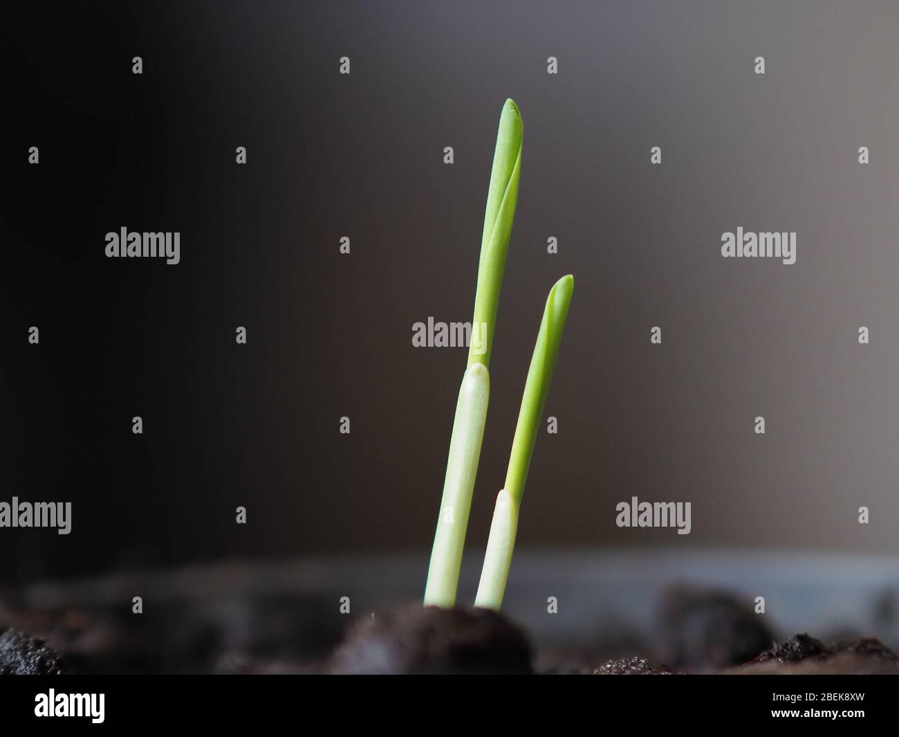 April 2020, Close Up Of A Germinating Sweet Corn Seedling (Zea Mays ...