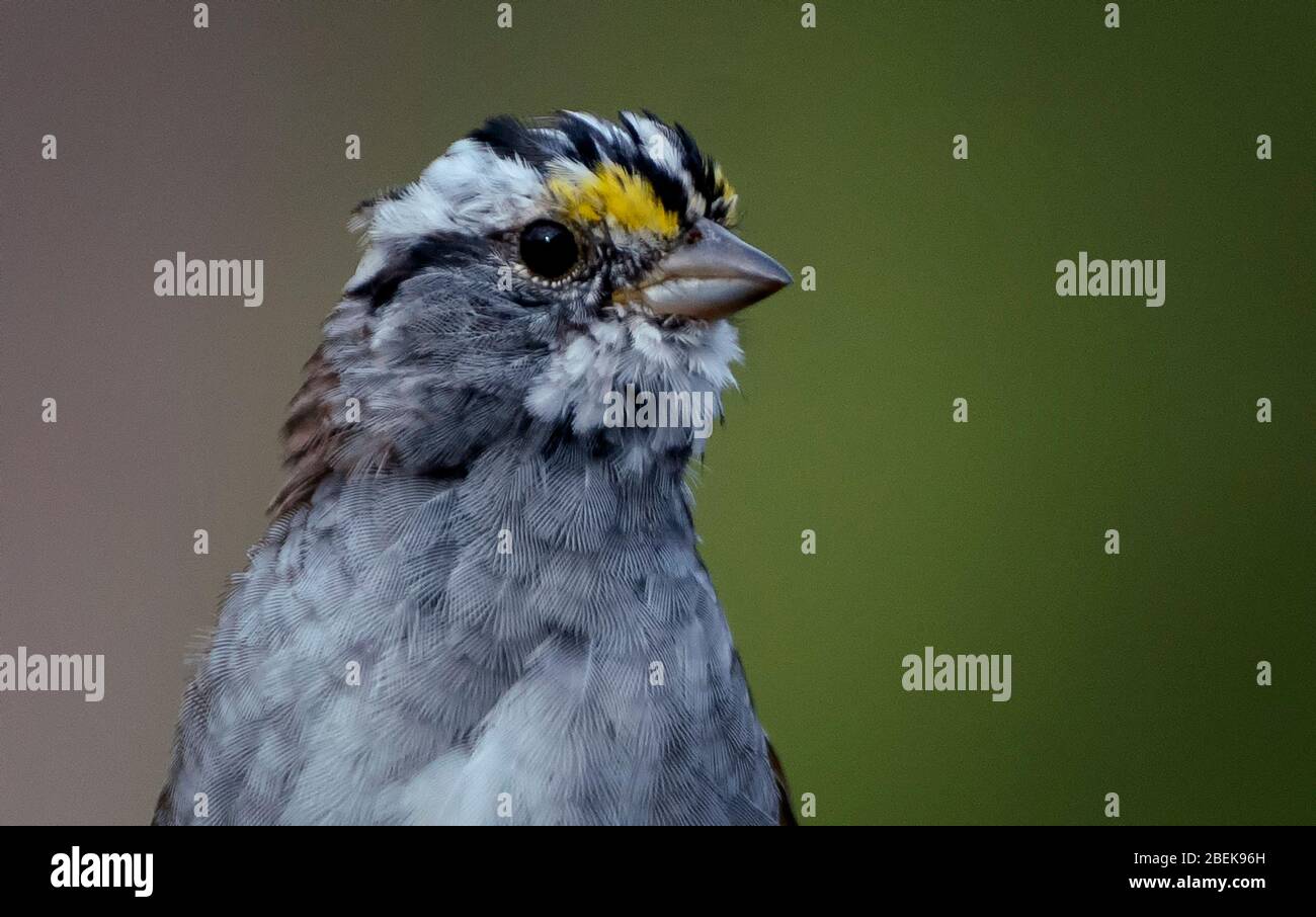 Spindly legs hi-res stock photography and images - Alamy