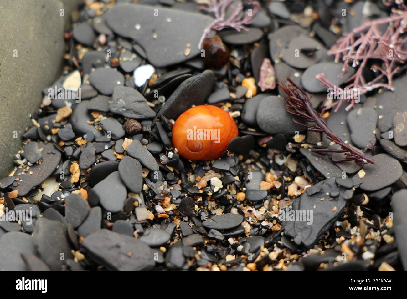 Orange flat periwinkle sea snail amidst pebbles of slate at Kimmeridge ...
