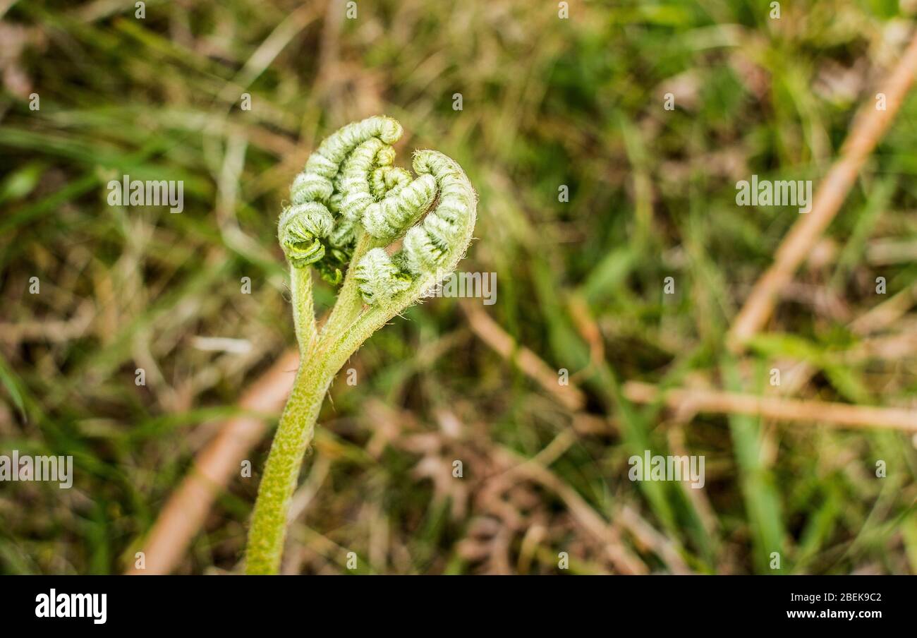 Heart-shaped fern along the way to Snowdon Peak Stock Photo - Alamy