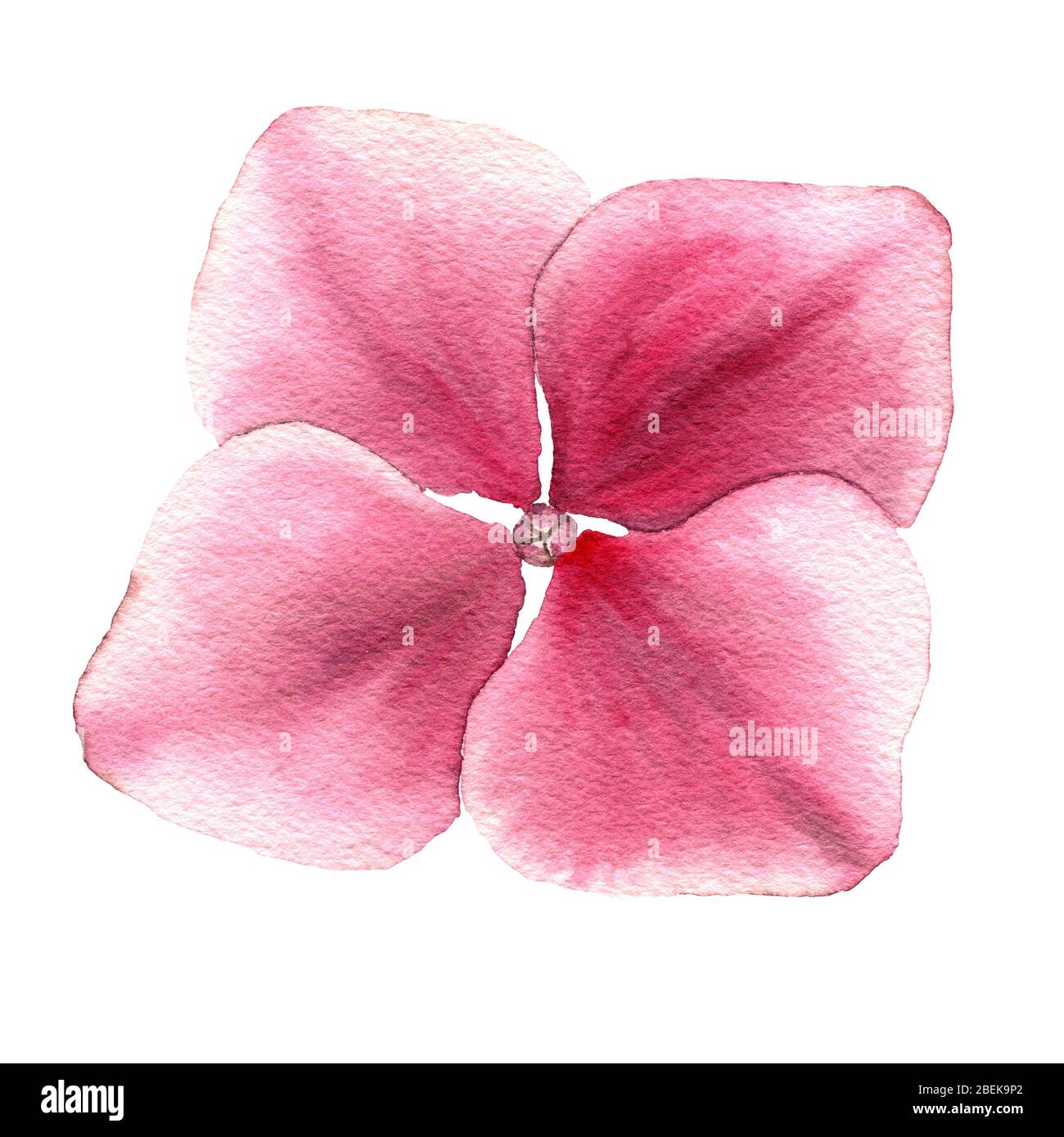 realistic single pink hydrangea flower isolated on white, hand painted ...