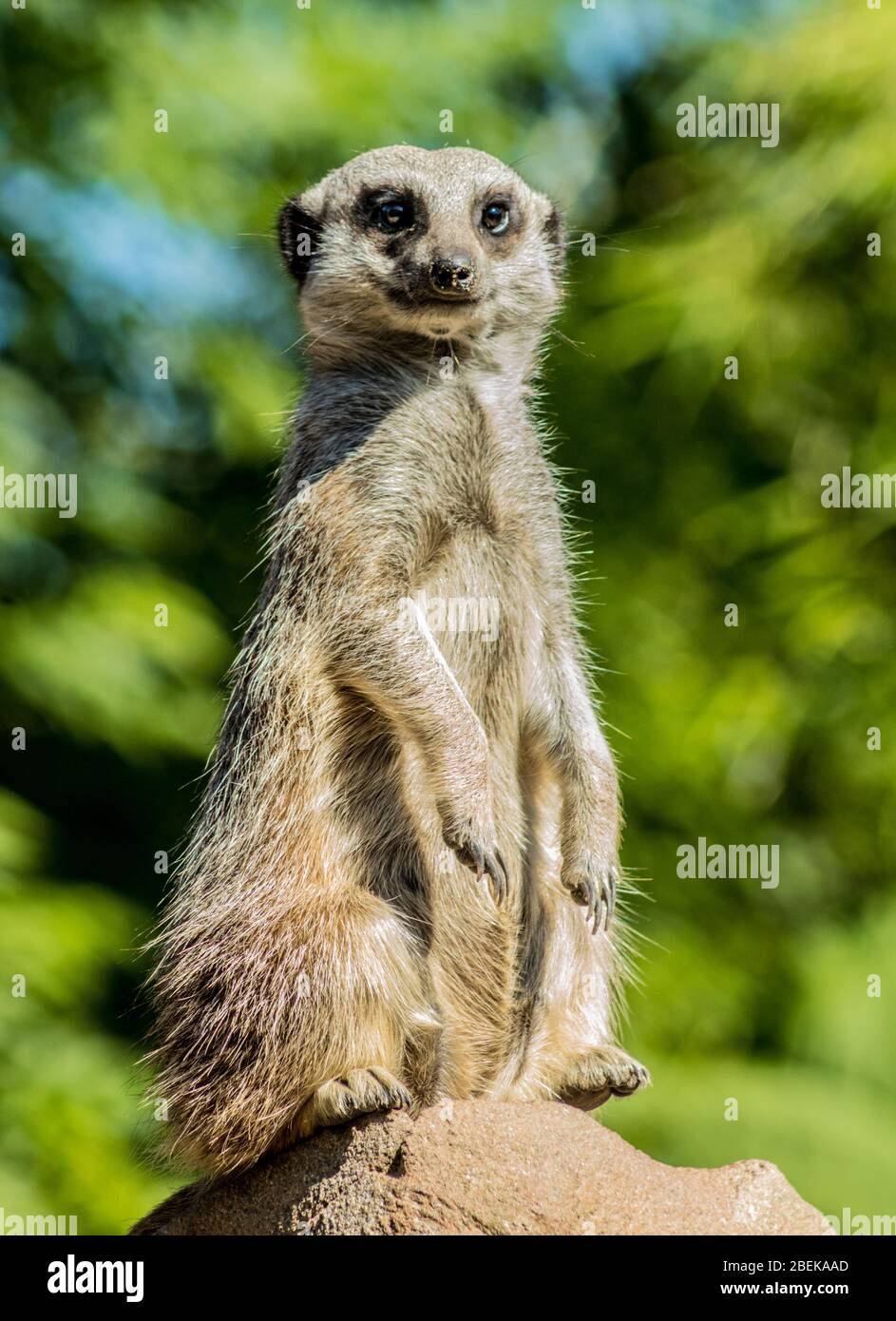 Meerkat on the lookout Stock Photo - Alamy