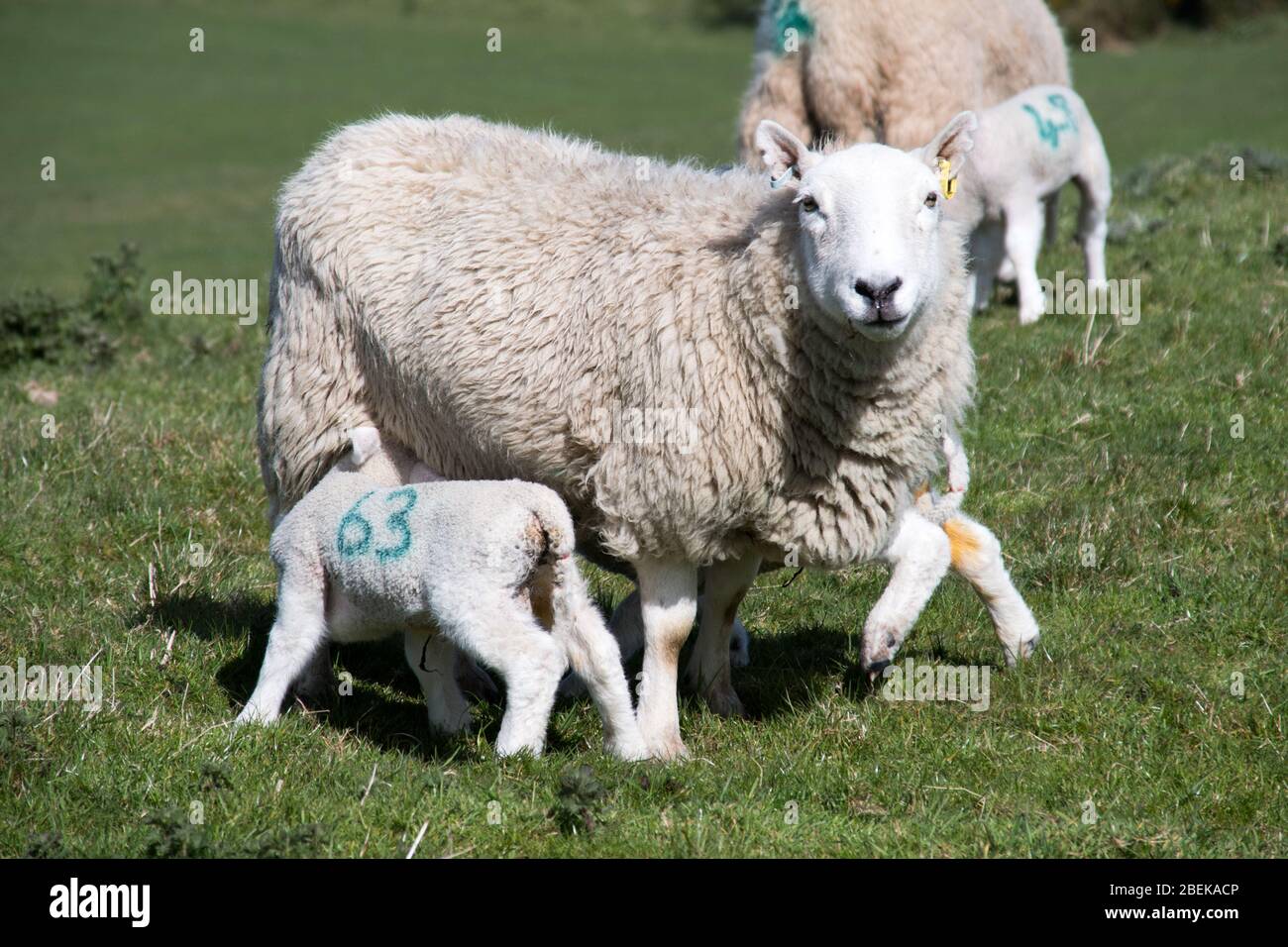 Field lamb hi-res stock photography and images - Alamy