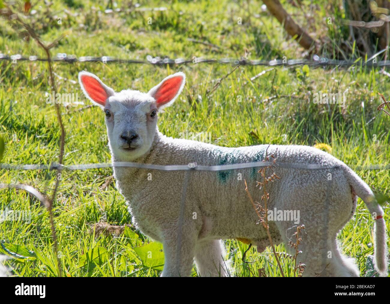 Livestock cover hi-res stock photography and images - Alamy