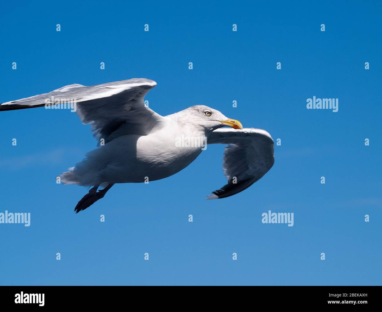 Seagull in flight Stock Photo - Alamy